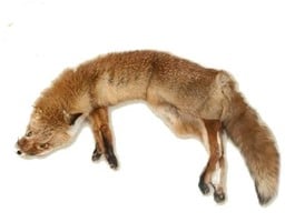 Full Body Fox Vossendummy 2,5 KG Jachthondenwinkel