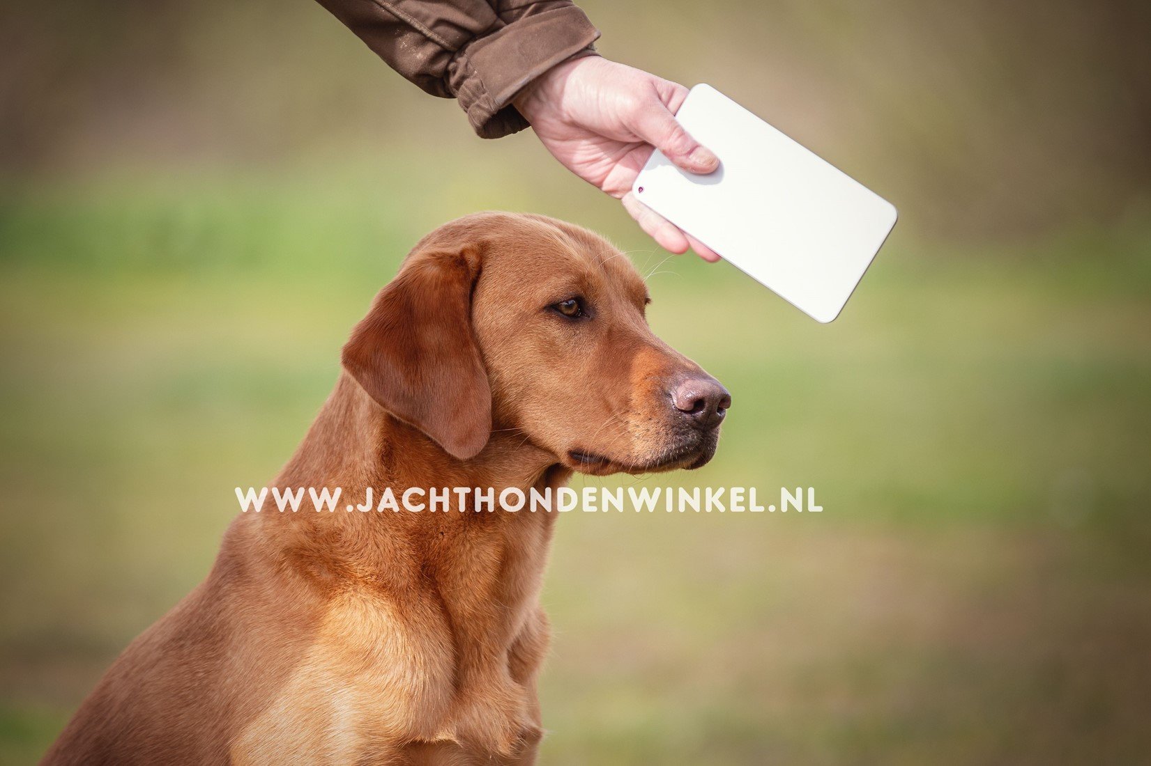 Dog & Field Dirigeer / Handling Card Jachthondenwinkel